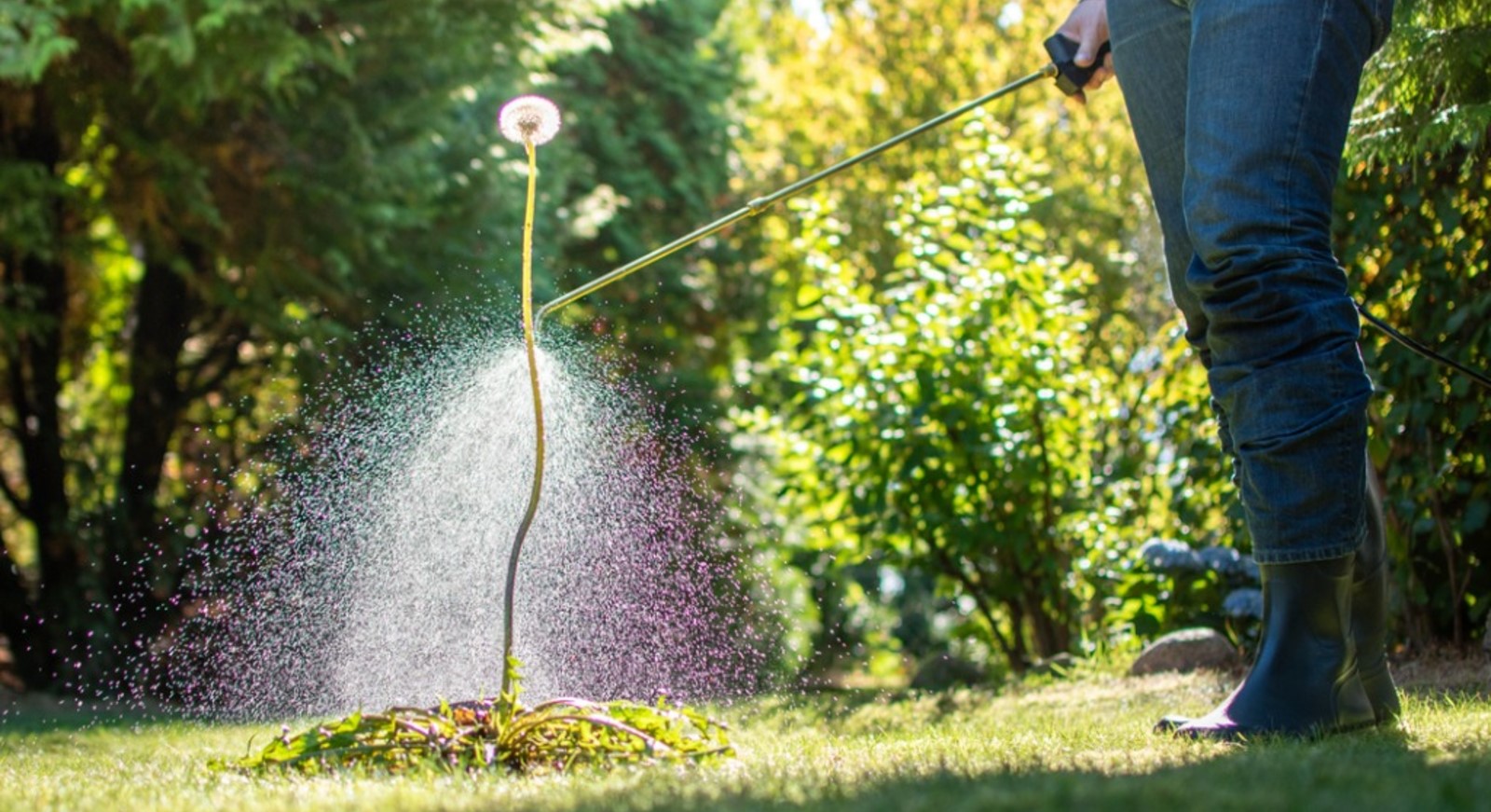 Garden and Lawn Spray Services | Awangarden
