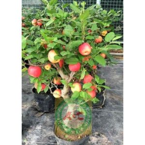 Apple dwarf Anna | Awan Garden Center