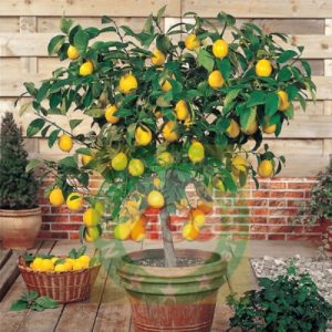 Lemon dwarf China | Awangarden