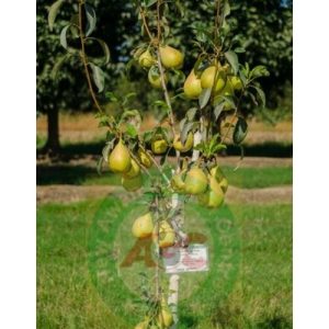 Pear dwarf Seckels | Awangarden