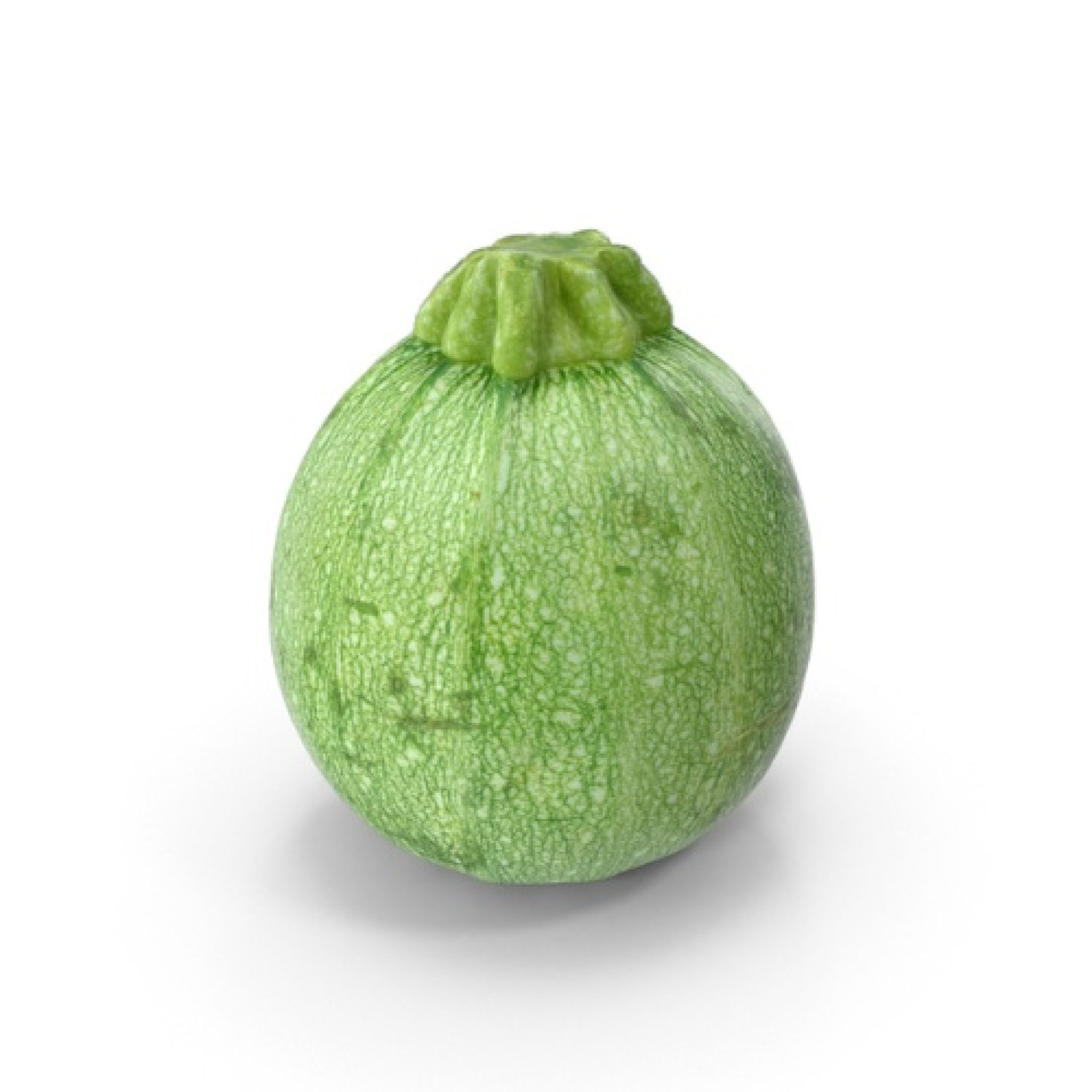 Zucchini Round | Awan Garden Center