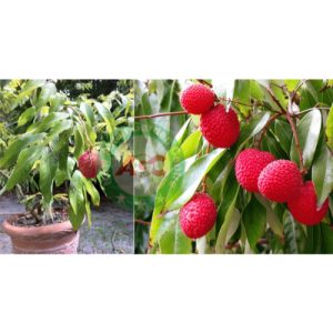 Lychee Dwarf | Awangarden