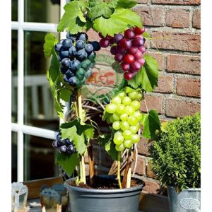 Grapes Mix Breed Dwarf | Awangarden