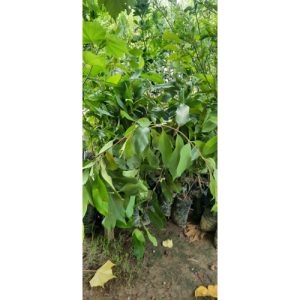 Java Plum Dwarf | Jamun Fruit Plant | Black Plum Hybrid | Awangarden
